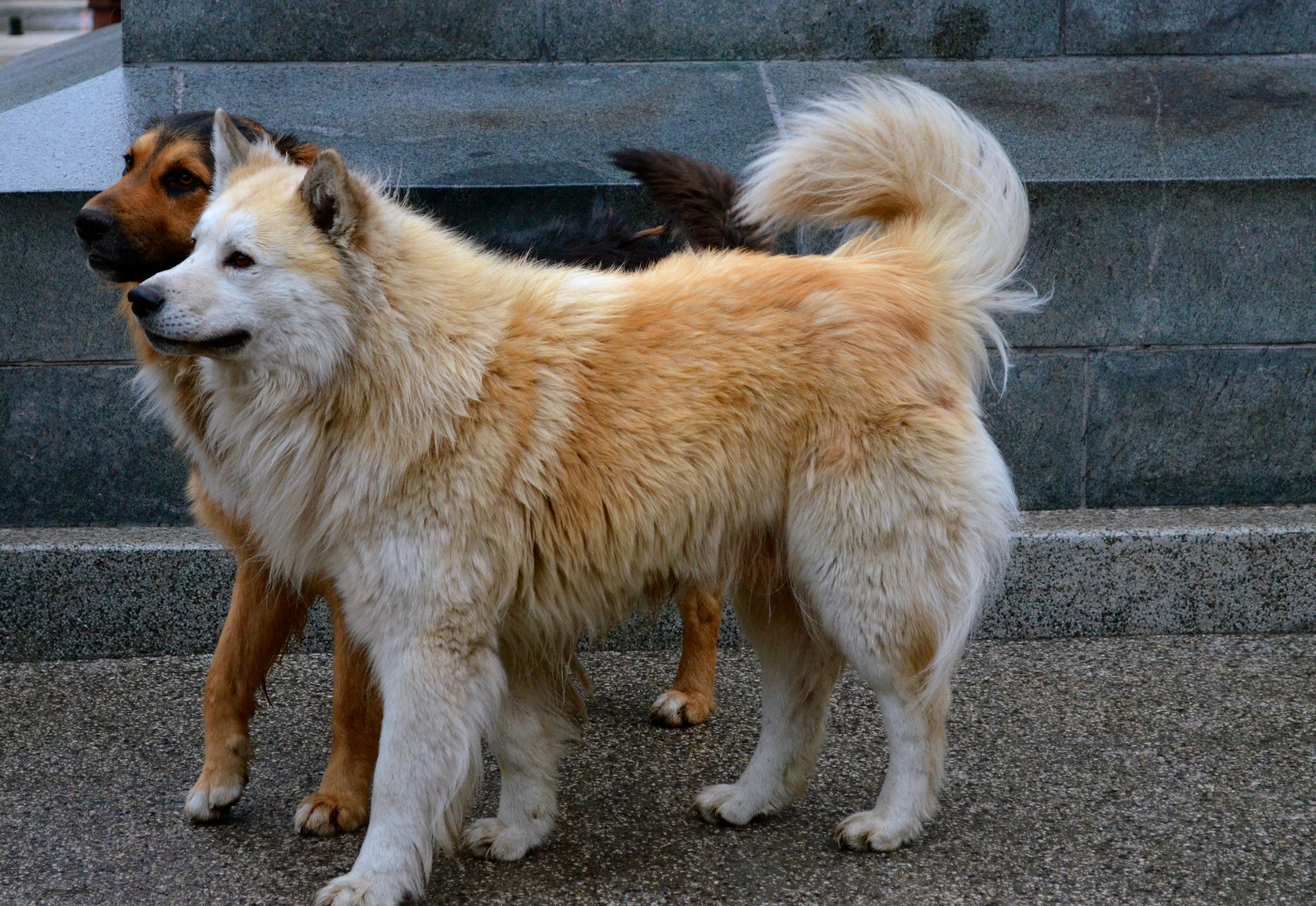 Apologies to a city – the dogs | The 3D lab