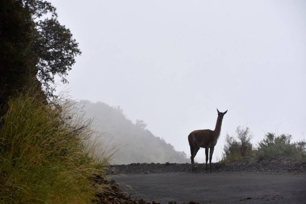 The all-seeing eyes of the guanaco | The 3D lab