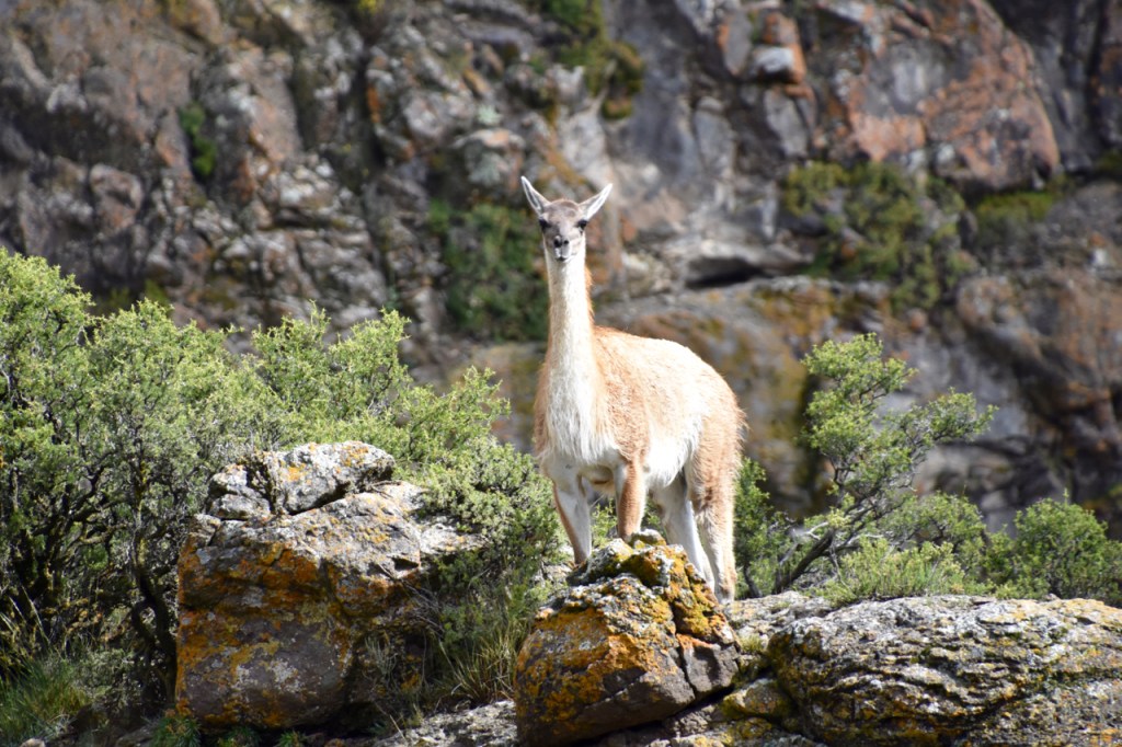 The all-seeing eyes of the guanaco | The 3D lab