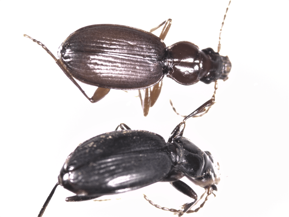 The mystery of the Dark and Light Beetles on Possession Island | The 3D lab