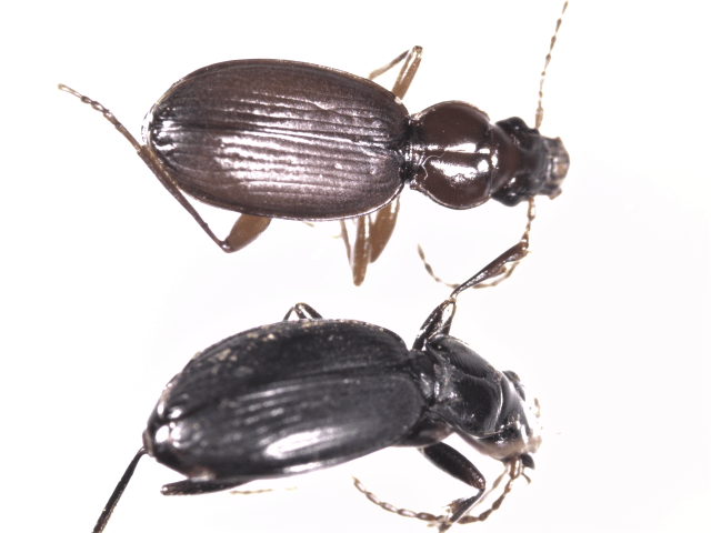 The mystery of the Dark and Light Beetles on Possession Island | The 3D lab